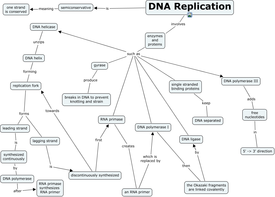 dna replication